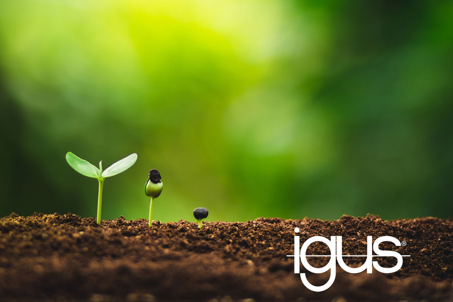 igus renews NFF partnership to plant 10,000 trees in 2024 | igus®